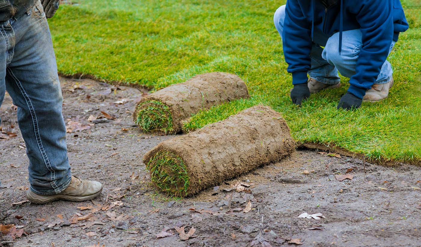 Comprehensive Guide to St. Augustine Grass | Texas Sod & Drainage Pros