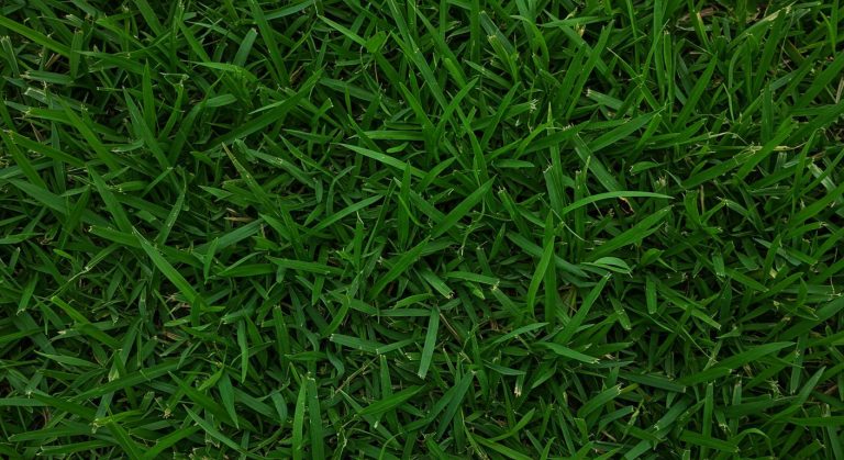 Your Guide to St. Augustine Grass | Texas Sod & Drainage Pros