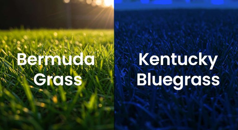 Bermuda Grass vs. Kentucky Bluegrass | Texas Sod & Drainage Pros